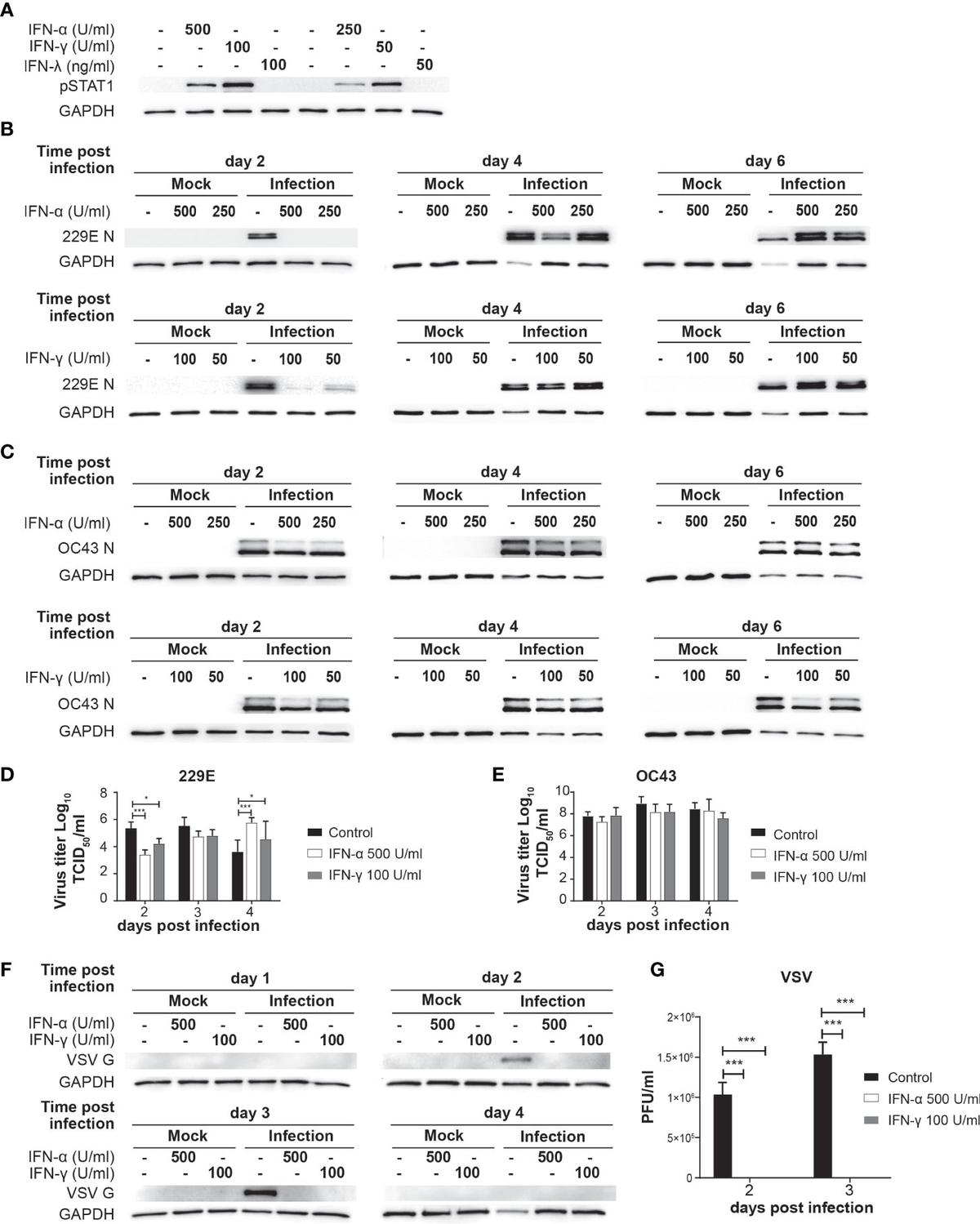 Frontiers | Interferon regulatory factor 3 mediates effective antiviral ...