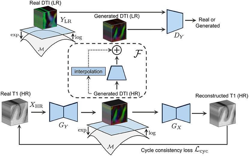 Frontiers | Manifold-aware synthesis of high-resolution diffusion from ...
