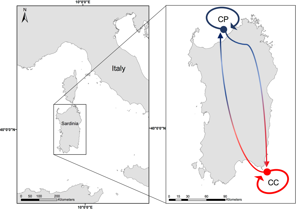 Frontiers | The Mediterranean bioconstructor Lithophyllum stictiforme ...