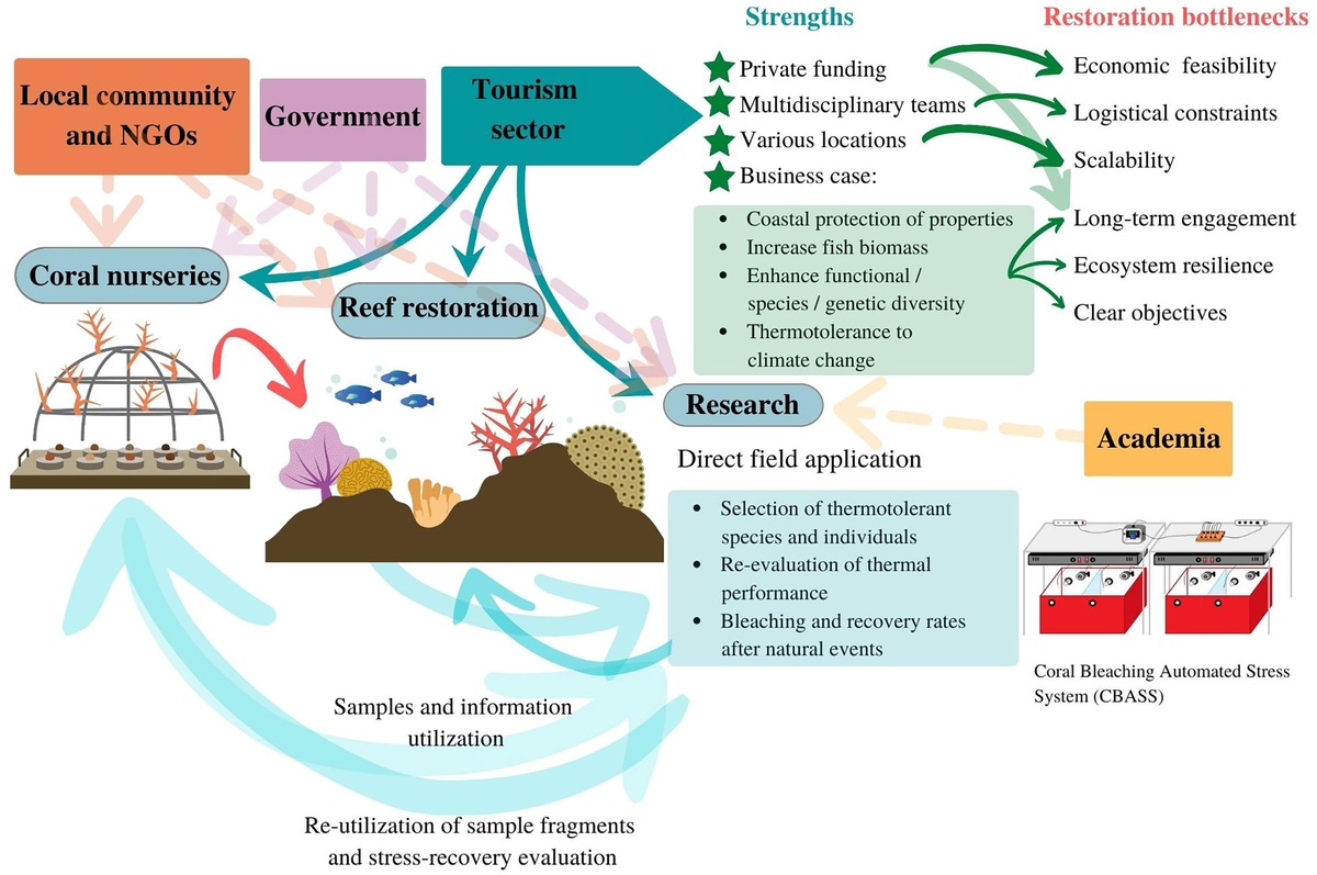 Frontiers | All-inclusive coral reef restoration: How the tourism ...