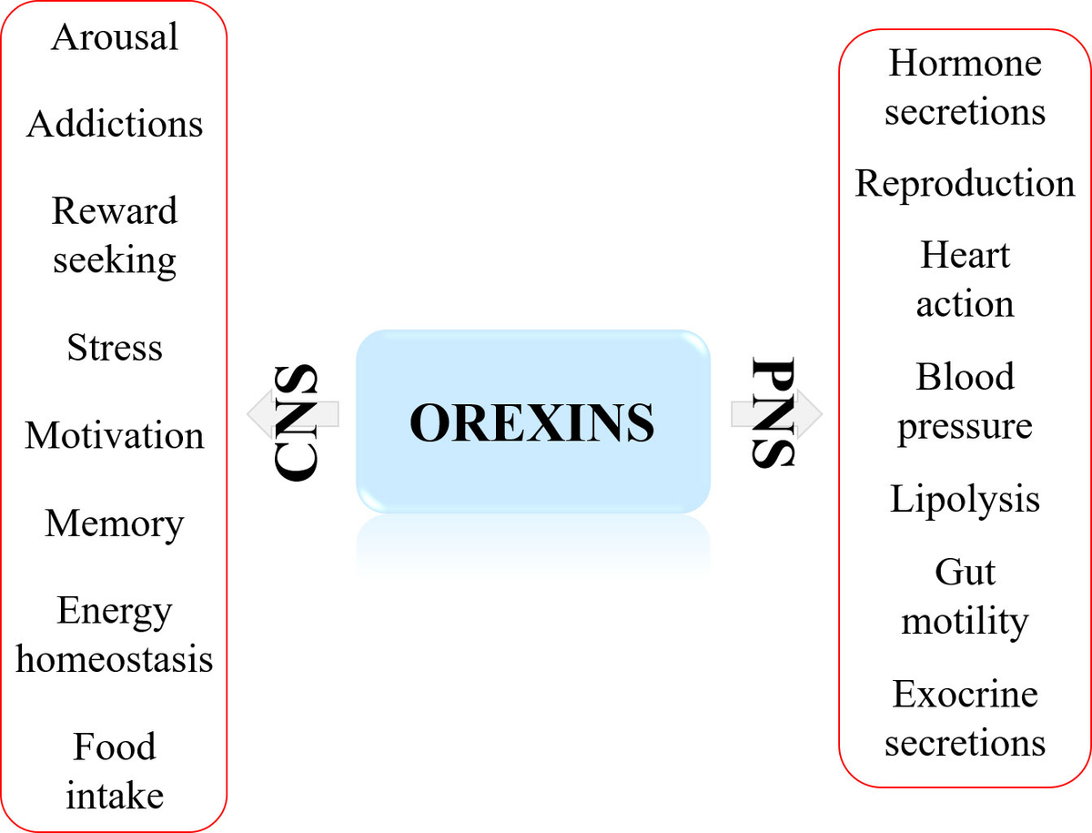Frontiers | The Orexin receptors: Structural and anti-tumoral properties