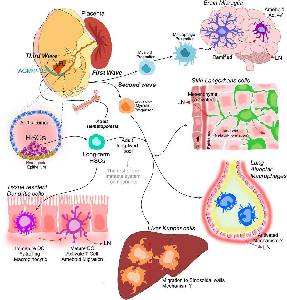Frontiers | How cell migration helps immune sentinels