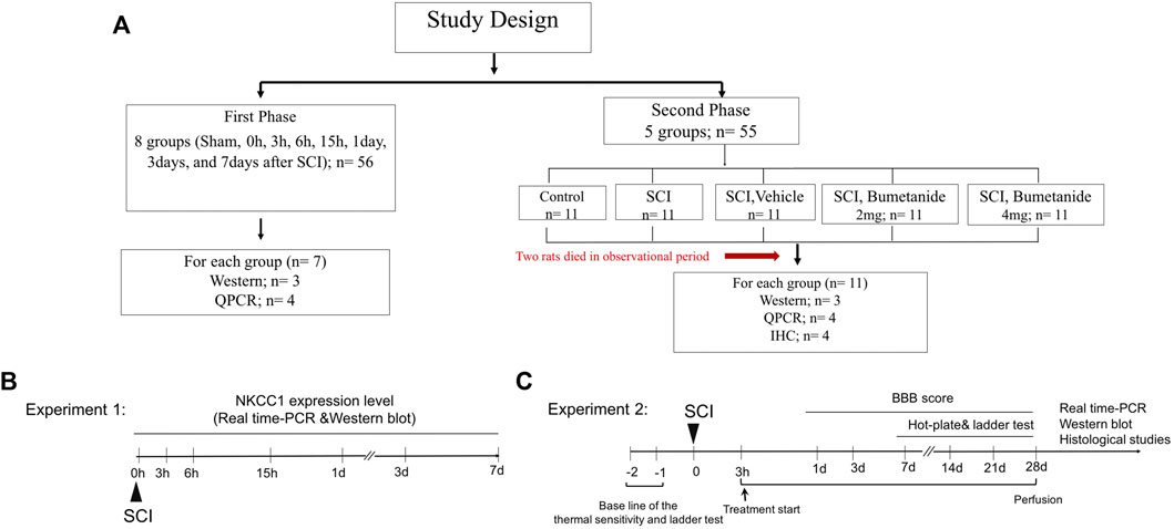 Frontiers | Long-term administration of bumetanide improve functional ...