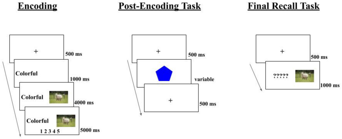 Frontiers | The effects of wakeful rest on memory consolidation in an ...