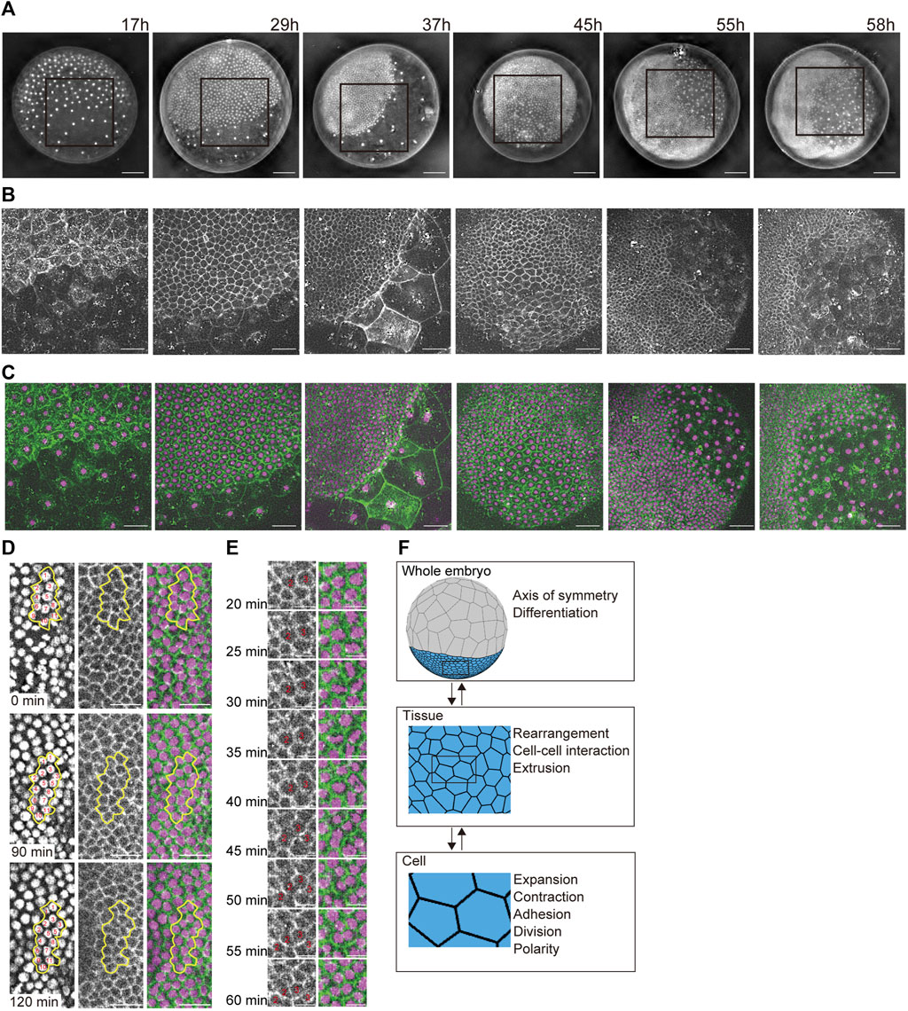 Frontiers | Virtual spherical-shaped multicellular platform for ...