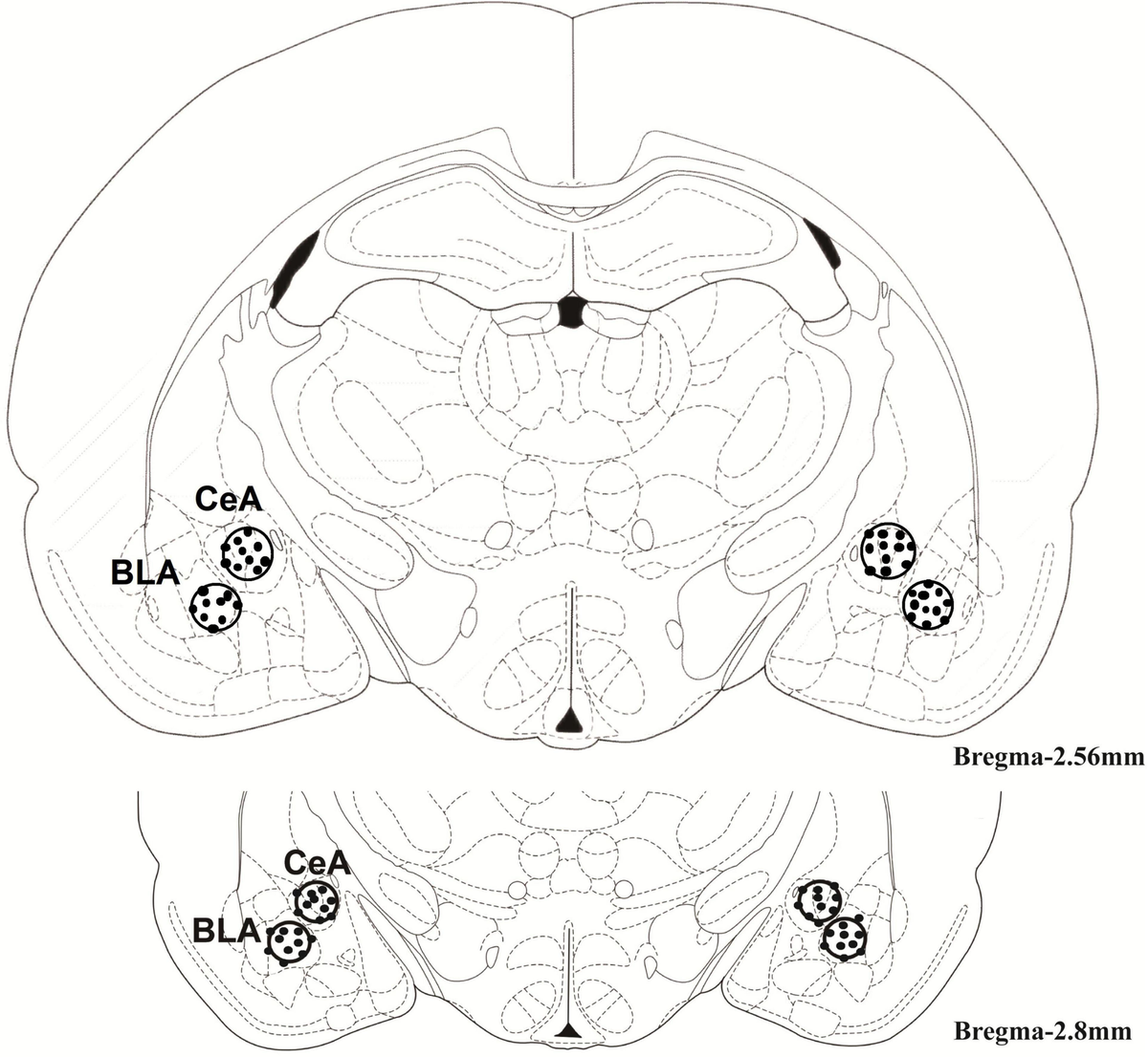 Frontiers | Inhibition of Glycogen Synthase Kinase 3β Activity in the ...