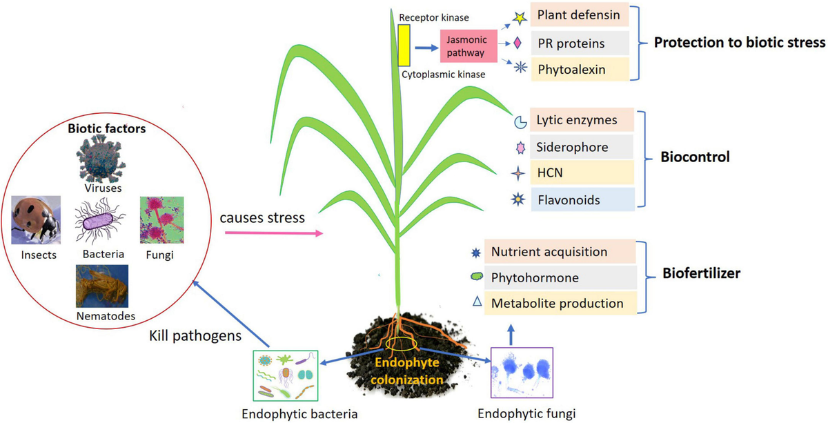 Frontiers | Endophytes and their potential in biotic stress Frontiers | Endophytes and their potential in biotic stress