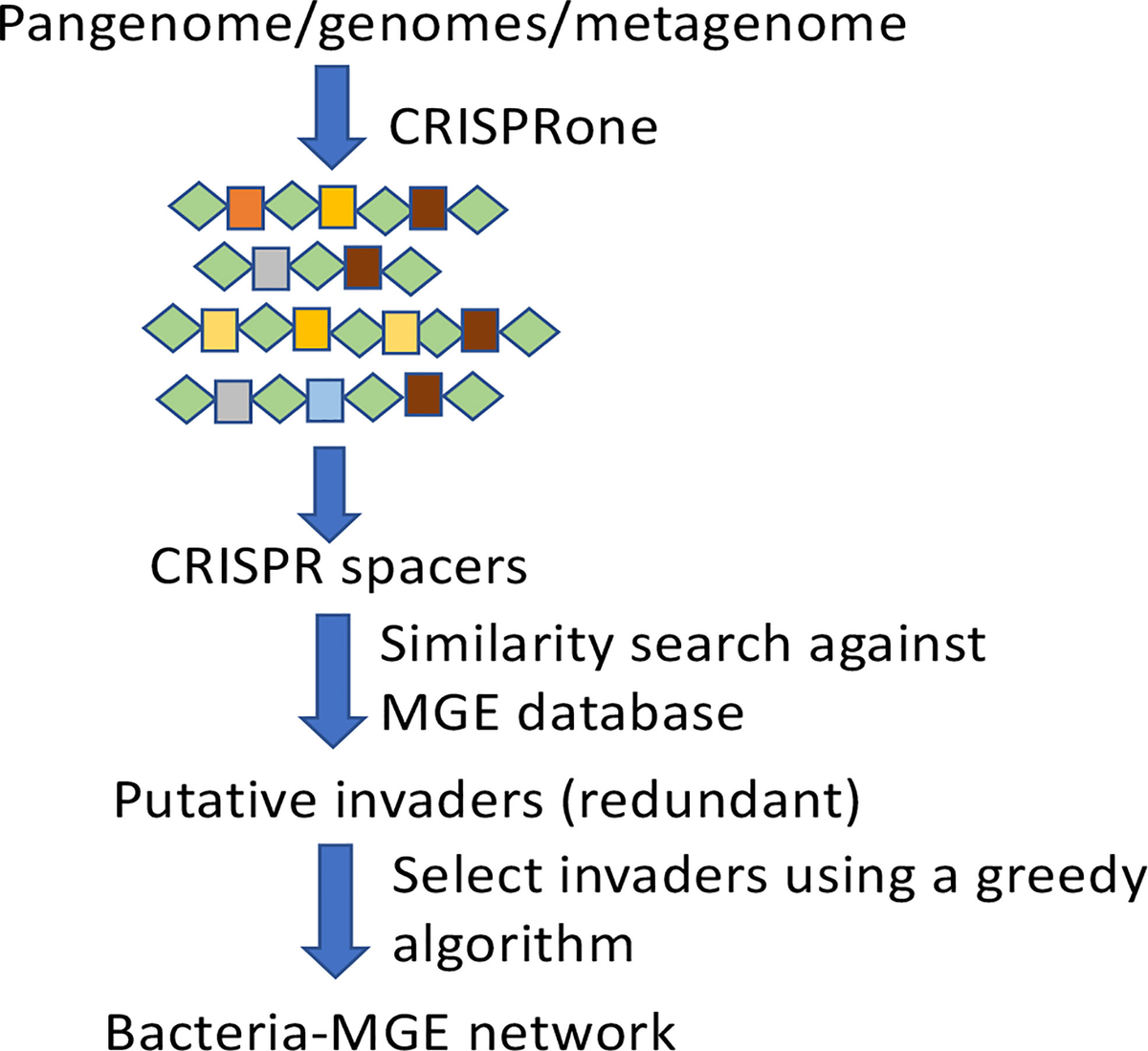 Frontiers | Revealing bacteria-phage interactions in human microbiome ...