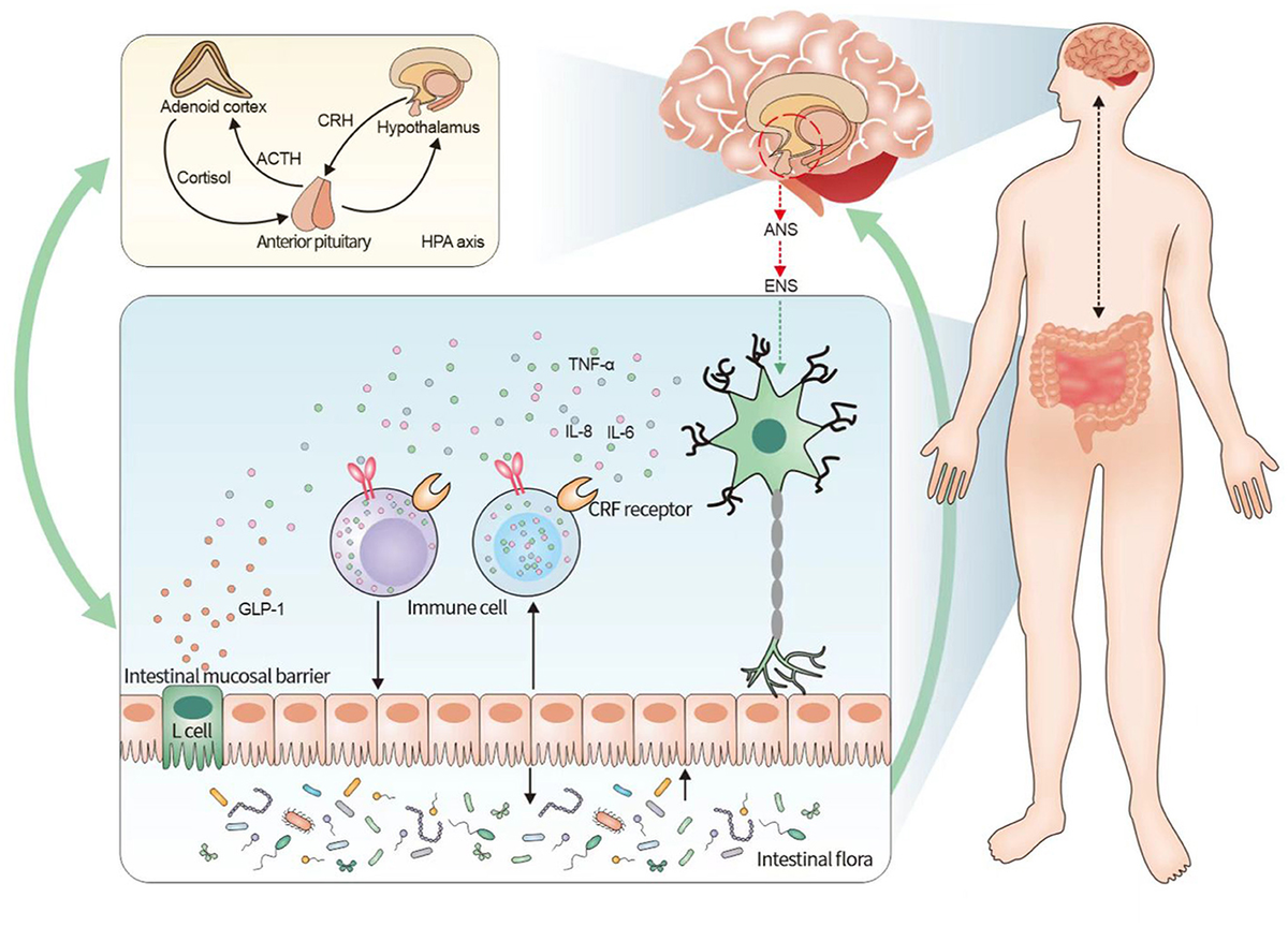 Frontiers | A review of neuroendocrine immune system abnormalities in ...