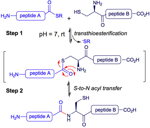 Frontiers | Thioester deprotection using a biomimetic NCL approach
