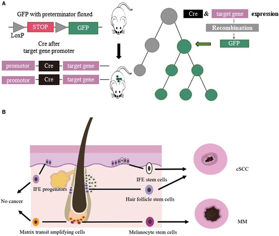 Frontiers | Research Progress of Cell Lineage Tracing and Single-Cell ...