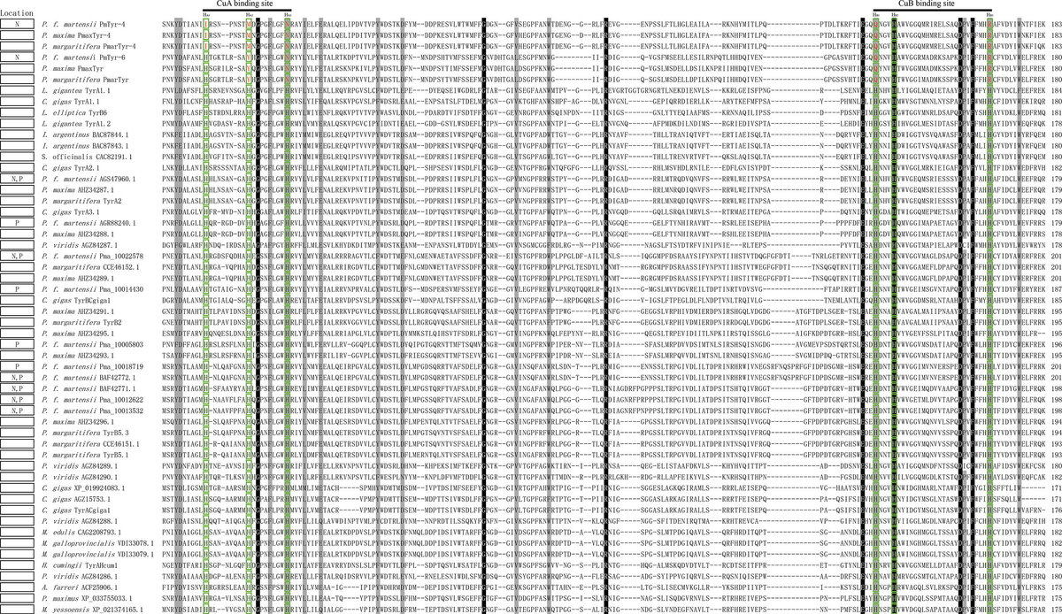 Frontiers | Insights from tyrosinase into the impacts of modified ...