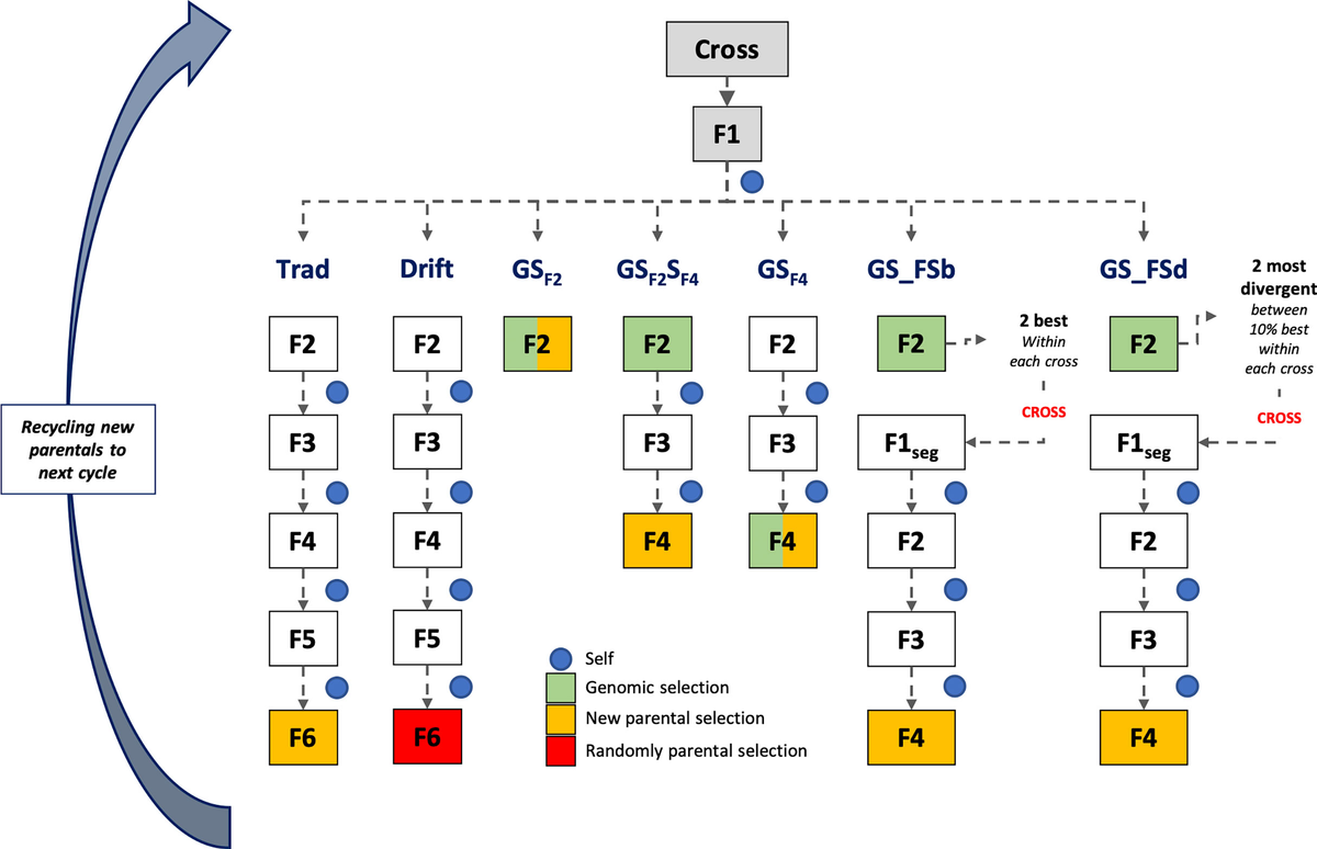 Frontiers | Optimizing self-pollinated crop breeding employing genomic ...