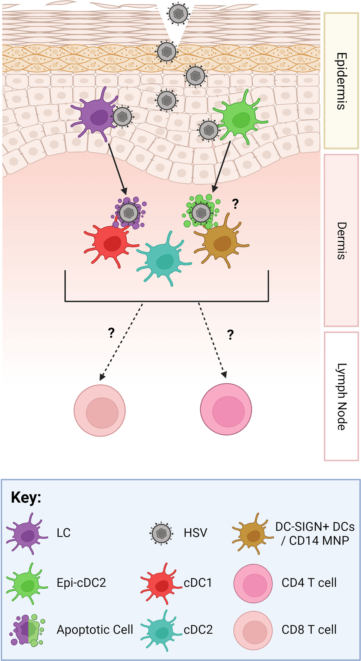 Frontiers | Cytokines and chemokines: The vital role they play in ...