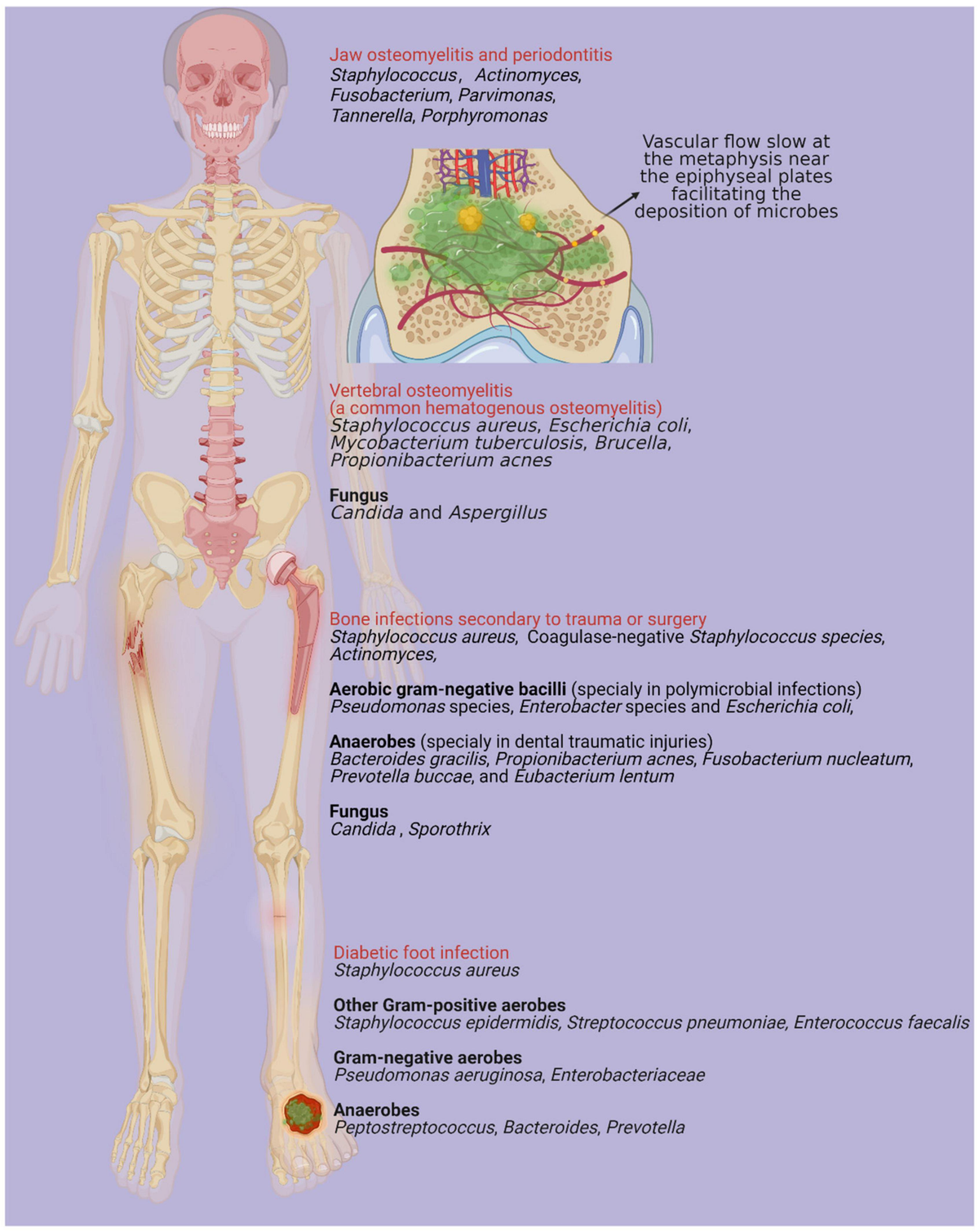 Frontiers | Mini Review Therapeutic Strategies Targeting for Biofilm ...