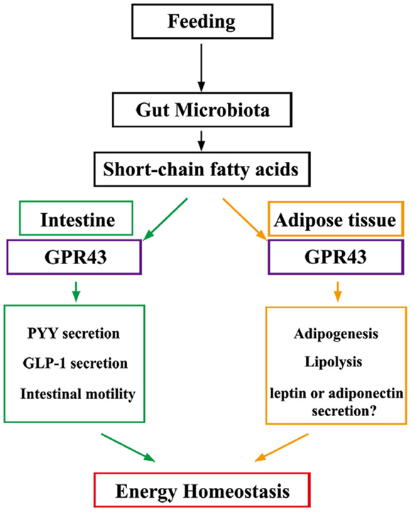 Frontiers | The SCFA Receptor GPR43 and Energy Metabolism