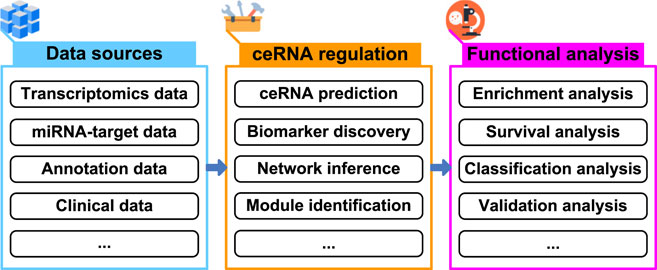 Frontiers | Editorial: Computational Identification of ceRNA Regulation