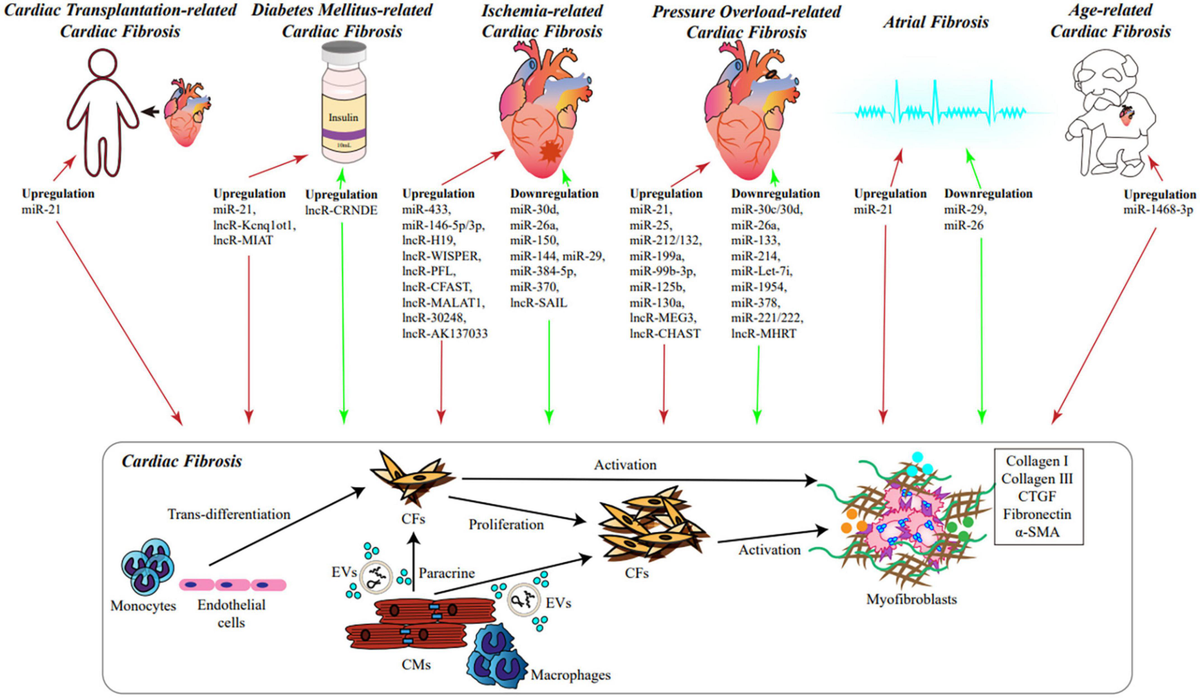 Frontiers | Non-coding RNAs: Important participants in cardiac fibrosis