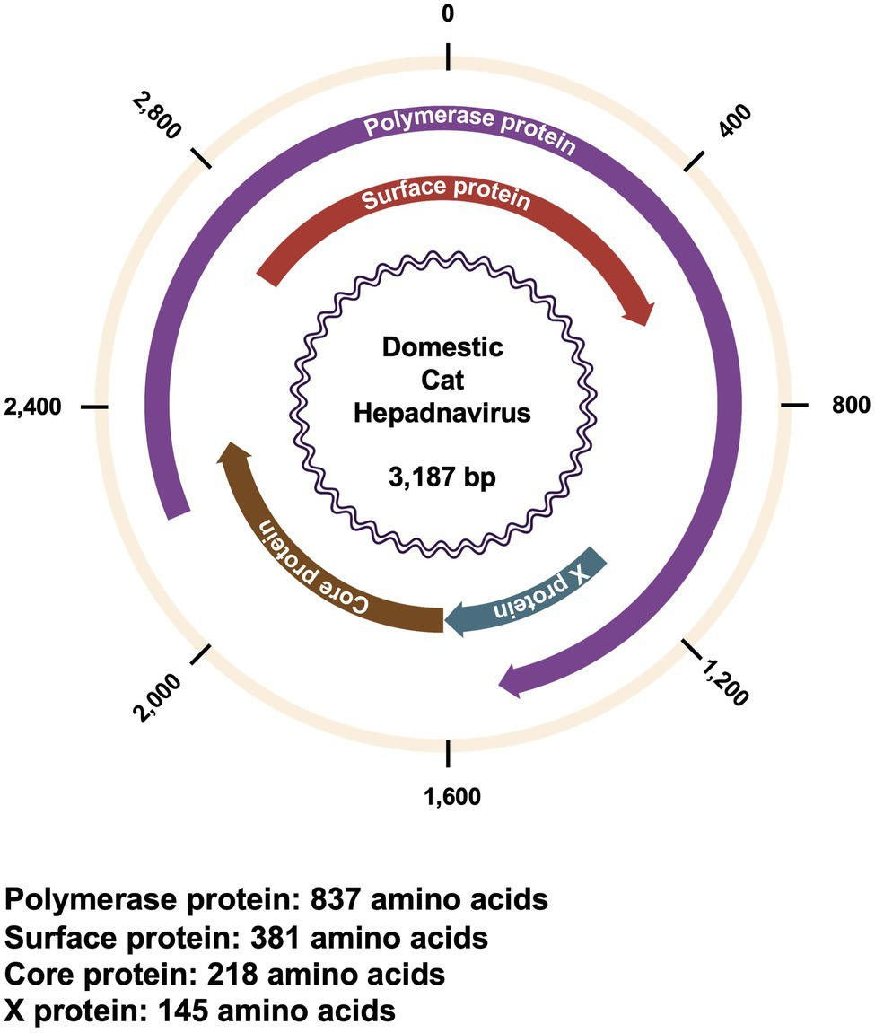 Frontiers | Global Prevalence of Domestic Cat Hepadnavirus: An Emerging ...