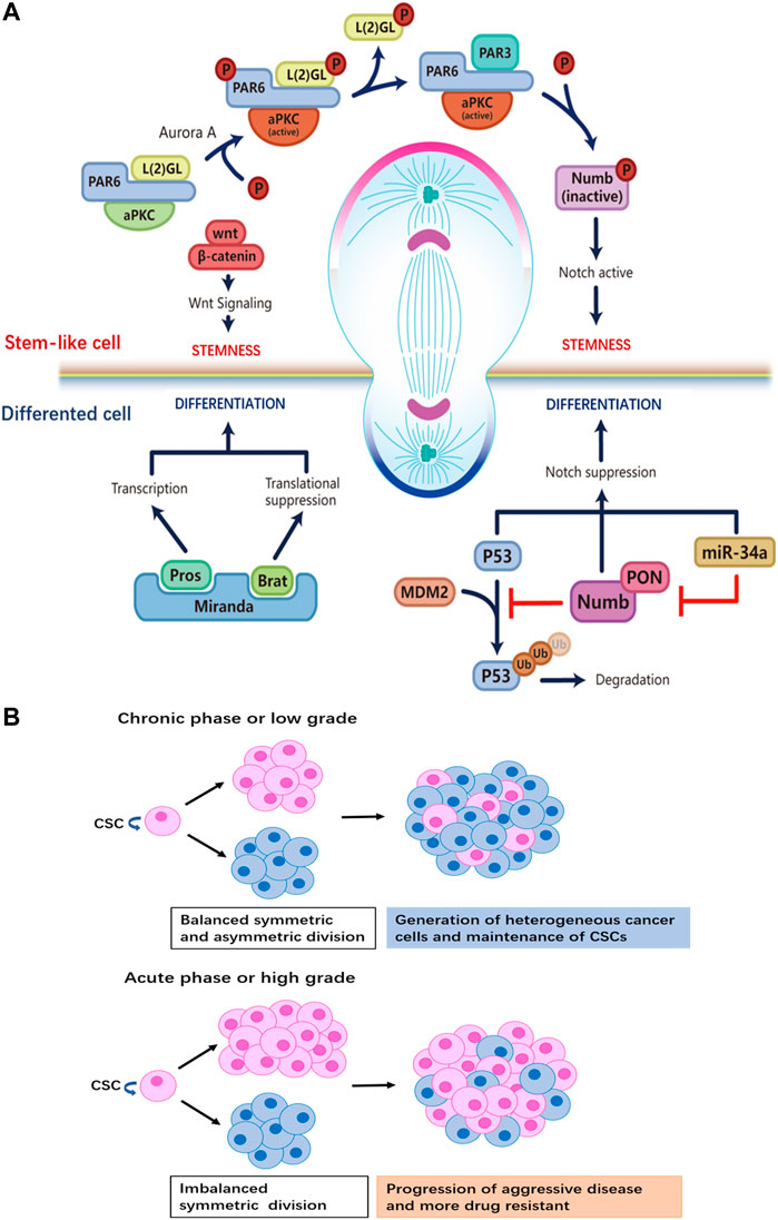 Frontiers | Asymmetric Cell Division and Tumor Heterogeneity