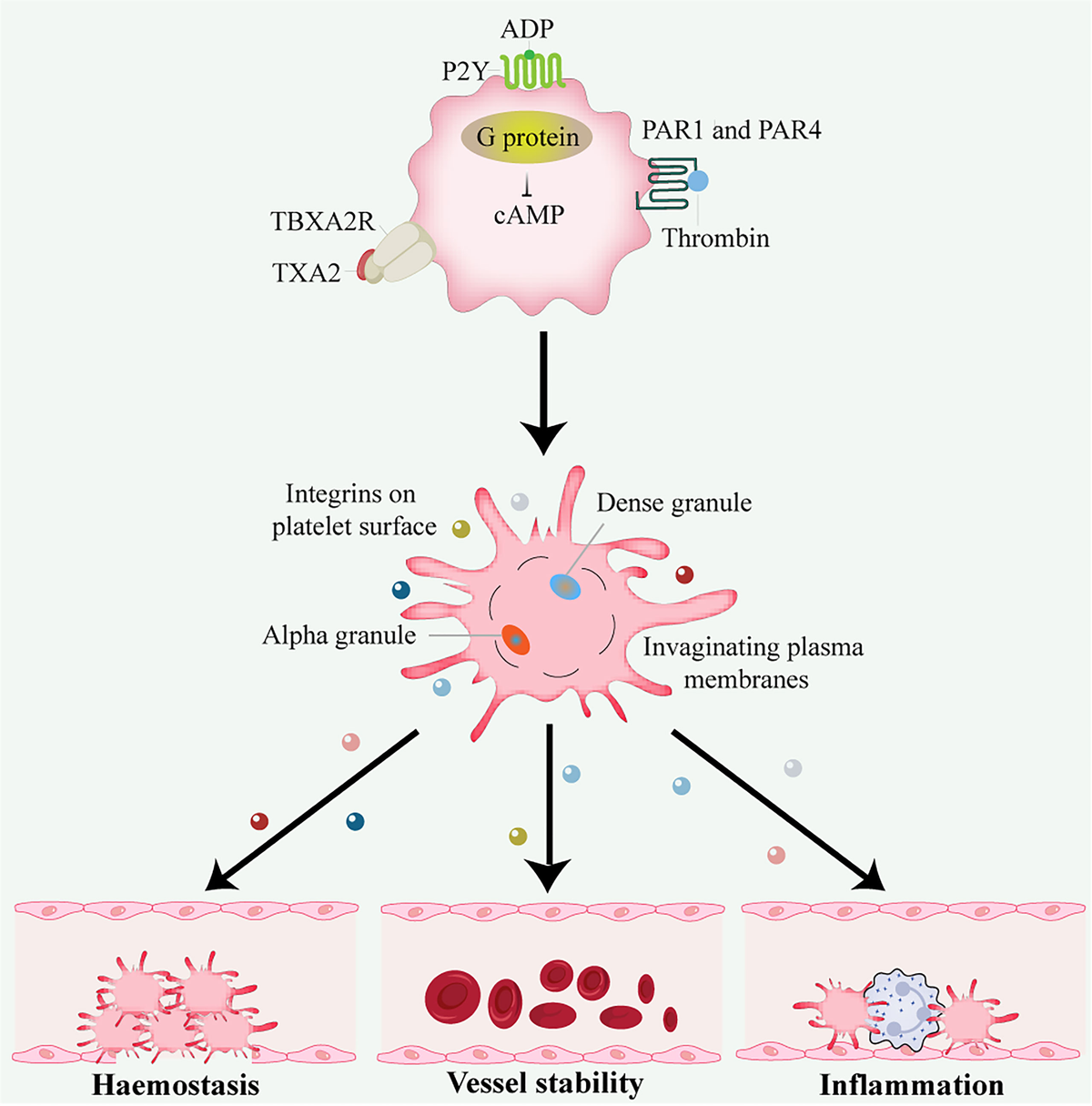 Frontiers | Emerging roles of platelets in cancer biology and their ...