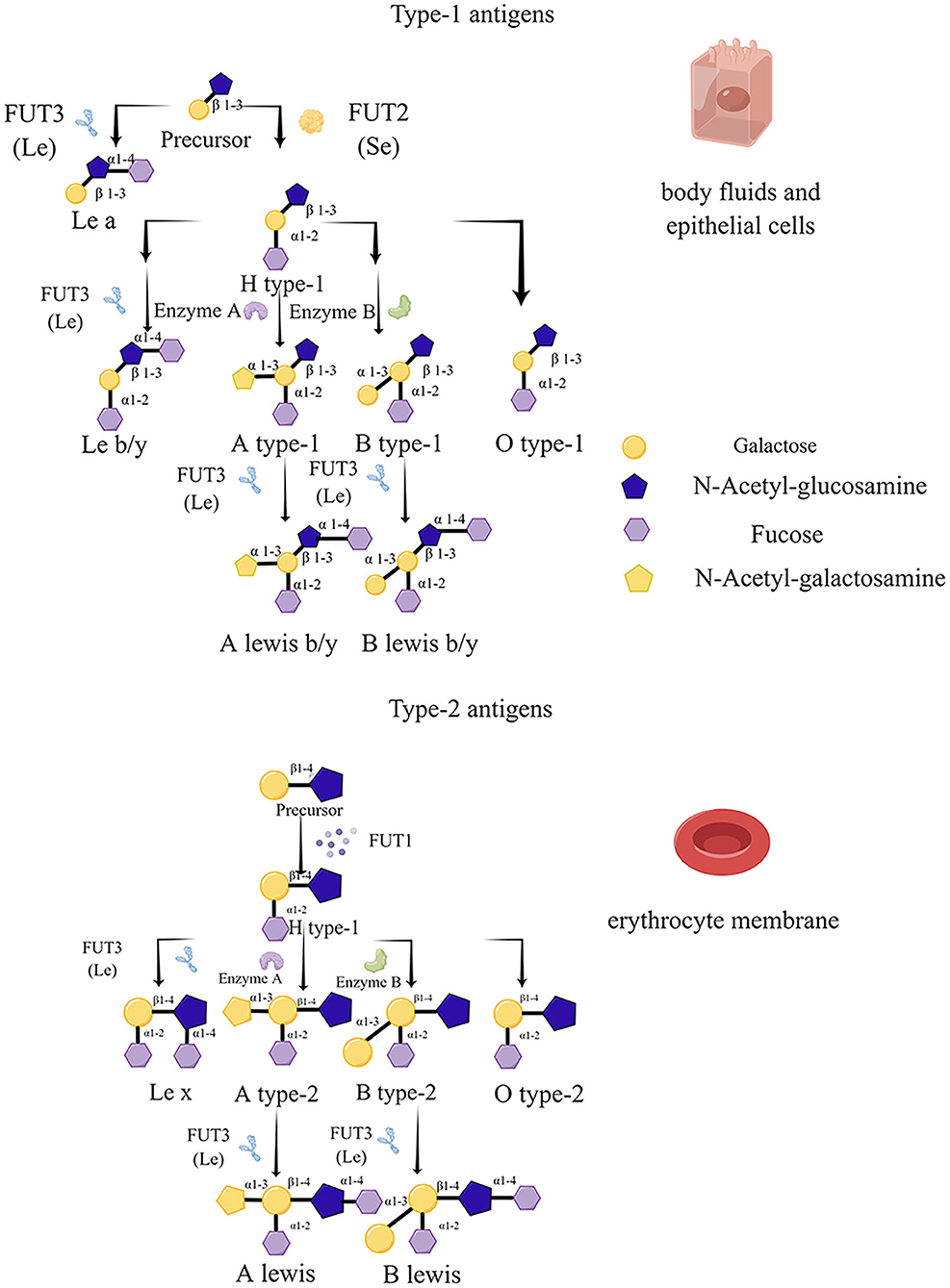 Frontiers | Fucosyltransferase 2: A Genetic Risk Factor for Intestinal ...