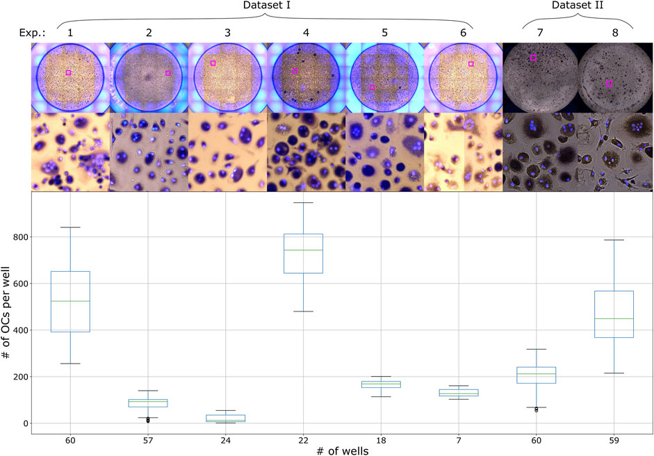 Frontiers | Automated Quantification of Human Osteoclasts Using Object Detection