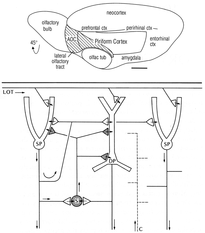 Frontiers | The Microcircuit Concept Applied to Cortical Evolution ...