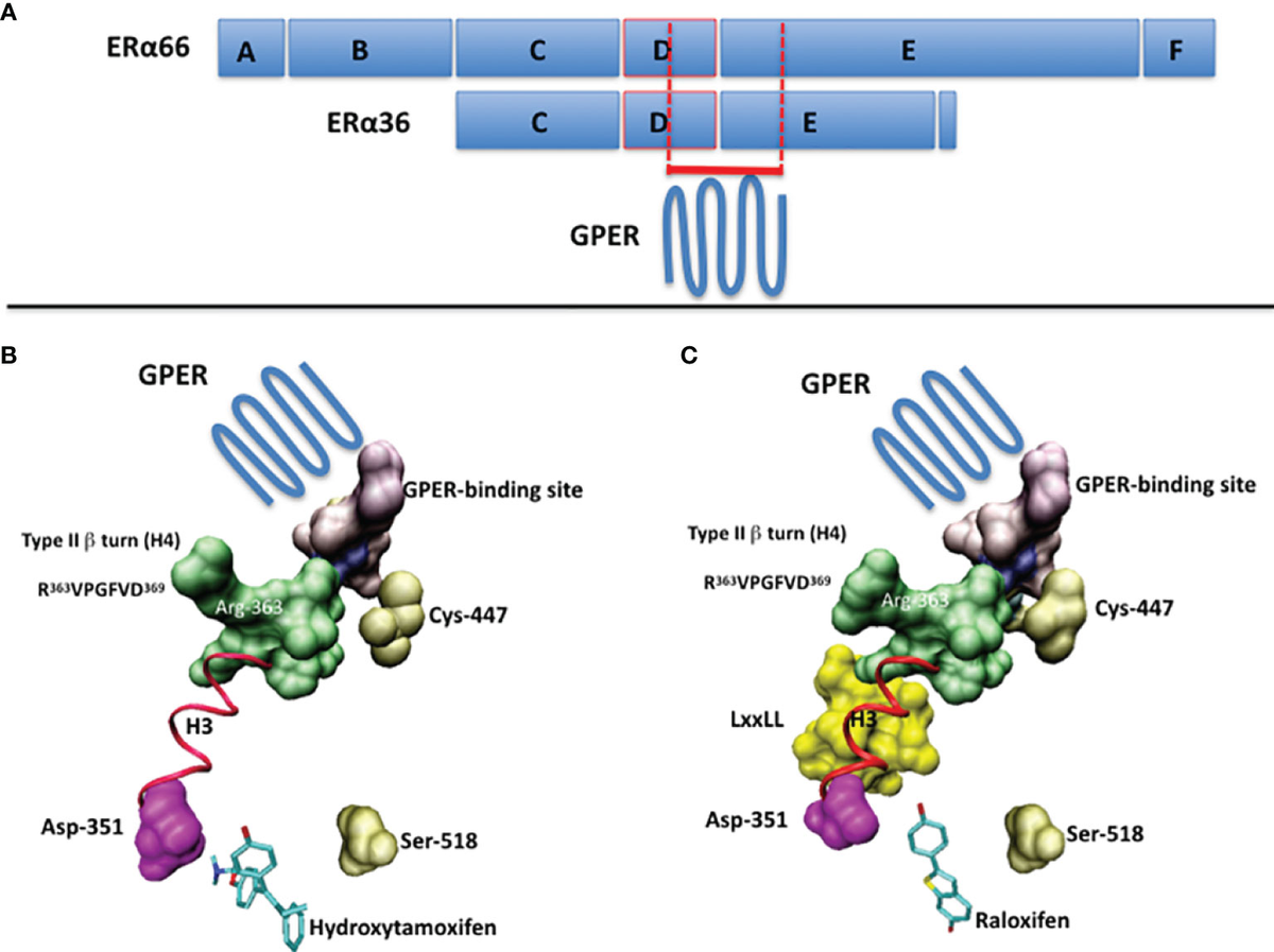 Frontiers | Deciphering of a Putative GPER Recognition Domain in ERα ...