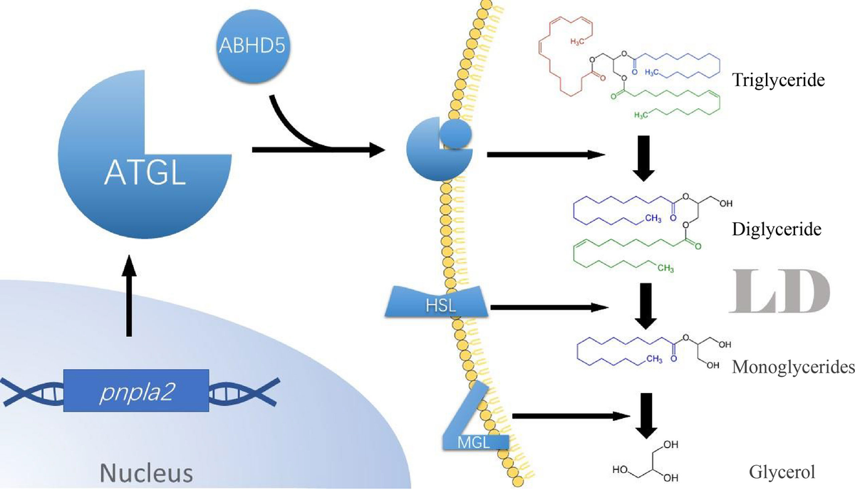 Frontiers Recent Advances On The Role Of Atgl In Cancer