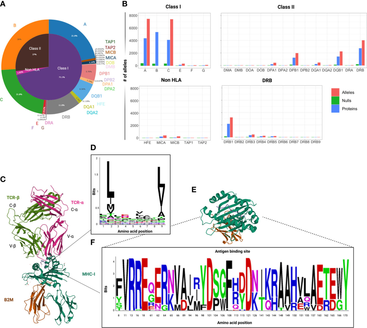 Frontiers | Individual HLA heterogeneity and its implications for ...