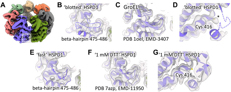 Frontiers | It started with a Cys: Spontaneous cysteine modification ...