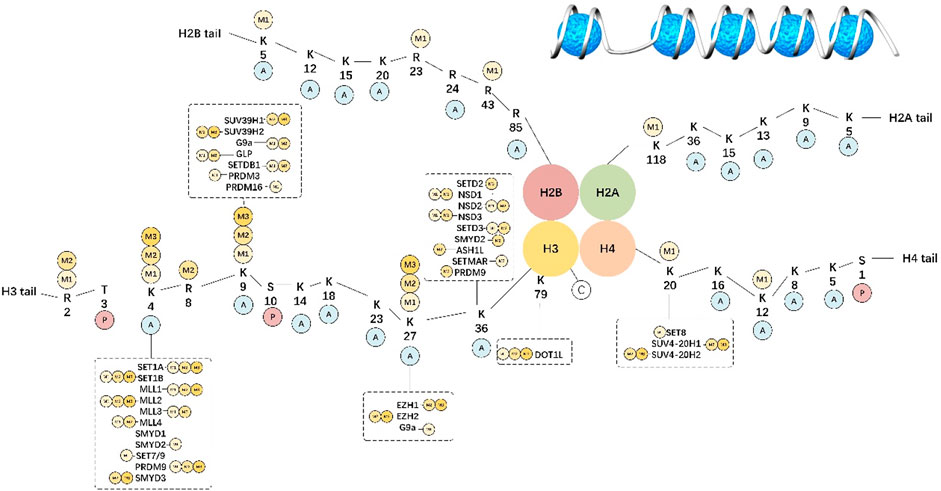 Frontiers | Histone modification and histone modification-targeted anti ...