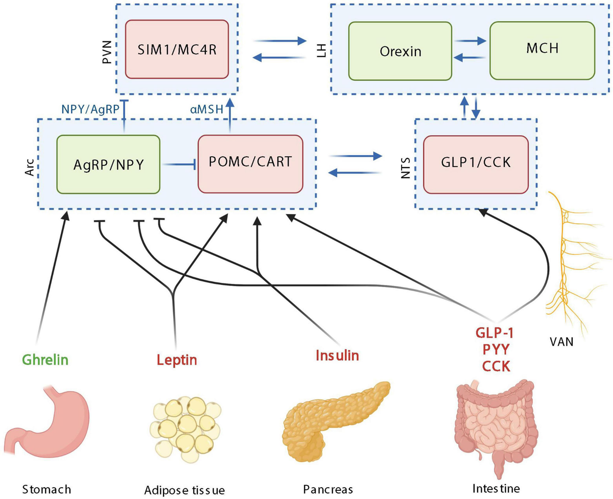 Frontiers Gut Microbes And Food Reward From The Gut To The Brain