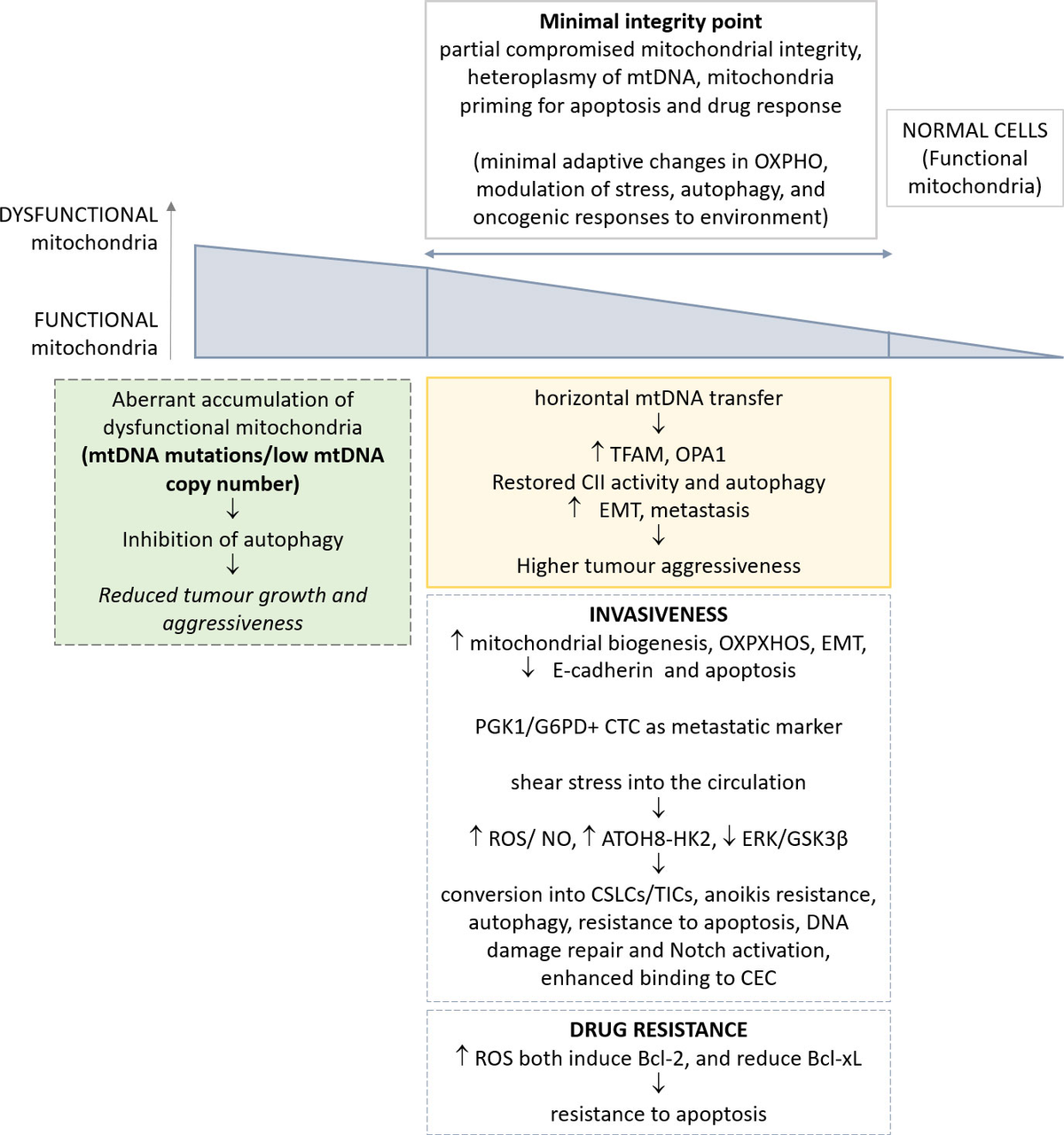 Frontiers | Mitochondria dysfunction in circulating tumor cells