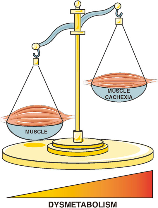 Frontiers | Editorial: Metabolic Adaptation of Muscle Tissue in ...