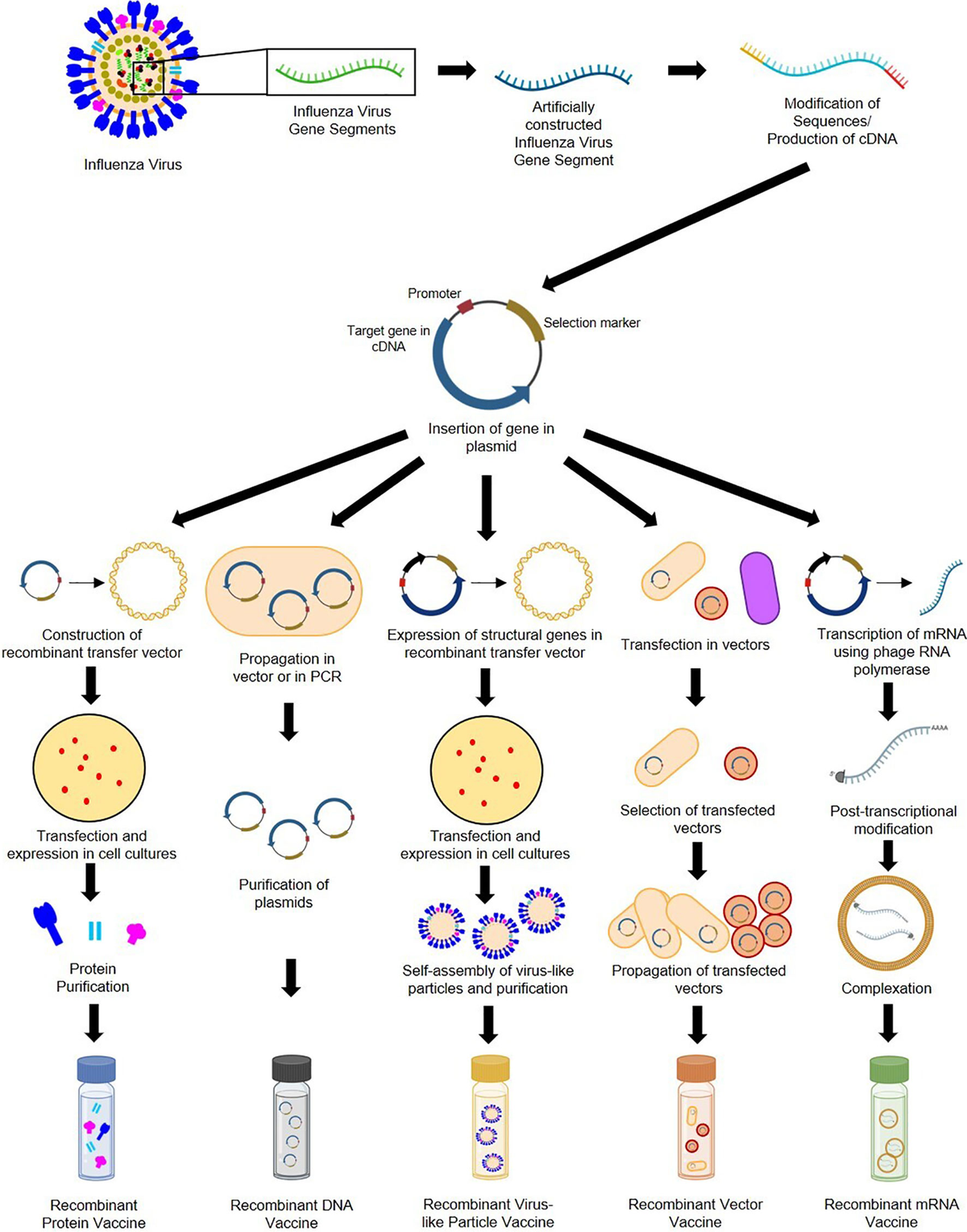 Frontiers | Corrigendum: Recent Progress in Recombinant Influenza ...