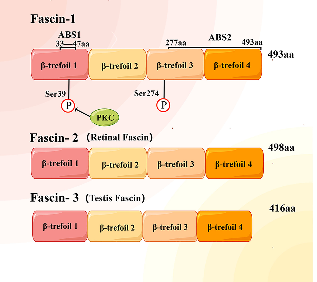 Frontiers | The role of fascin-1 in the pathogenesis, diagnosis and ...