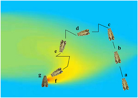 Frontiers | Odor source localization of multi-robots with swarm intelligence algorithms: A review