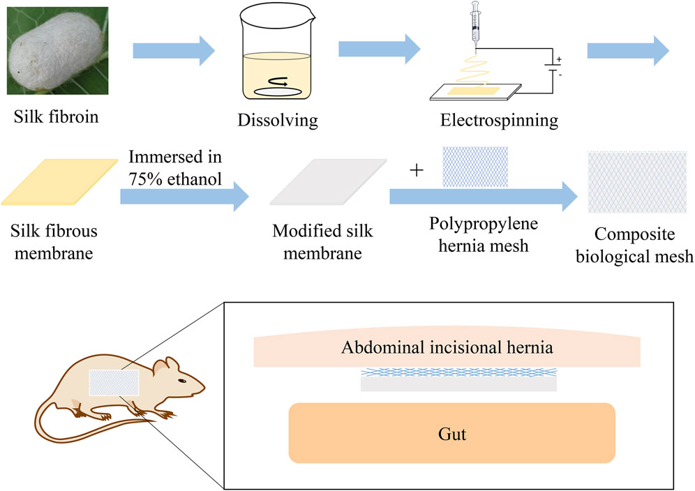 Frontiers | Construction and properties of the silk fibroin and ...