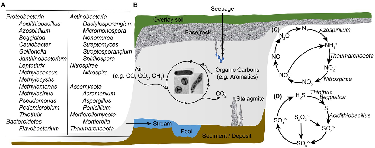 Frontiers | Microbial roles in cave biogeochemical cycling