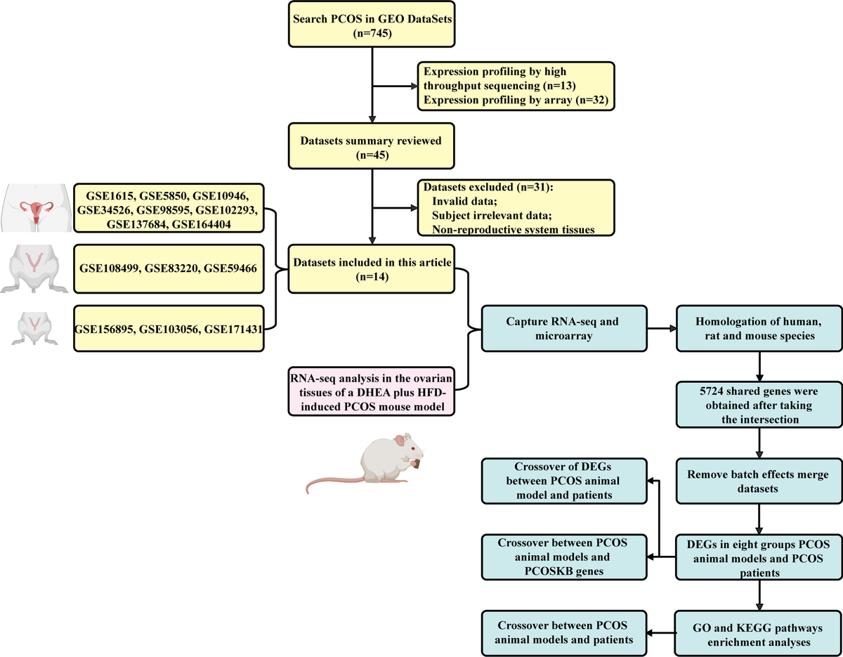 Frontiers | The PNA mouse may be the best animal model of polycystic ...