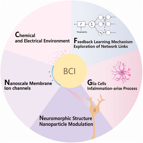 Frontiers | Soft integration of a neural cells network and bionic ...