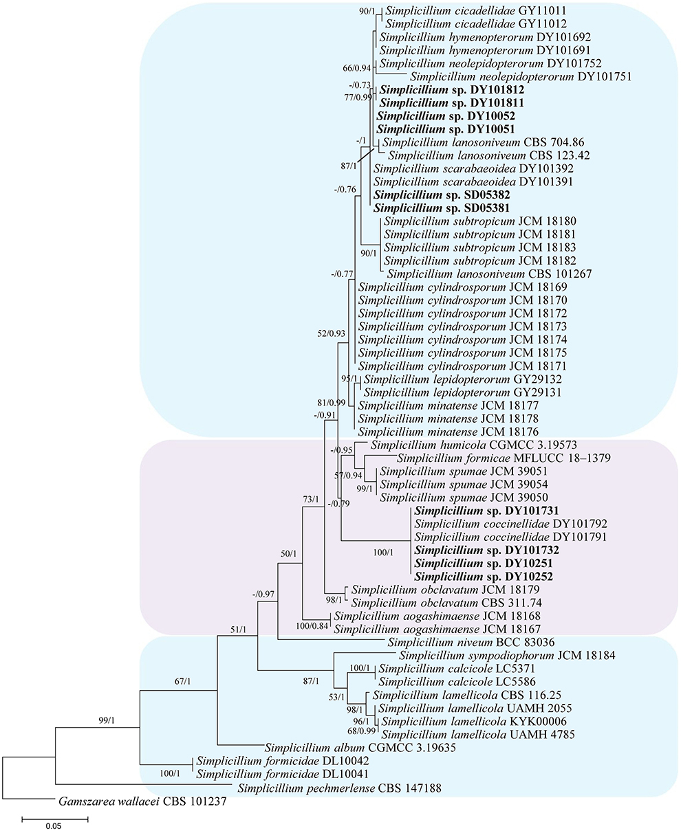 Frontiers | Multigene phylogeny, phylogenetic network, and ...