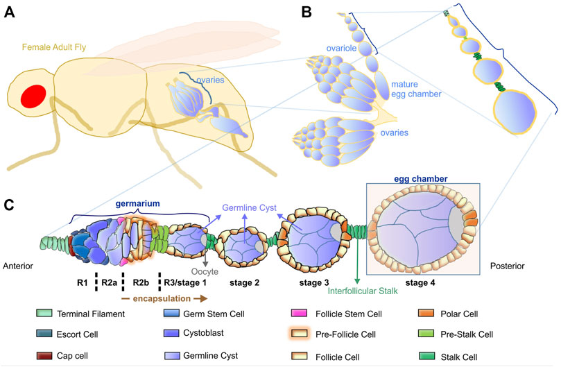 Frontiers | Epithelial morphogenesis in the Drosophila egg chamber ...