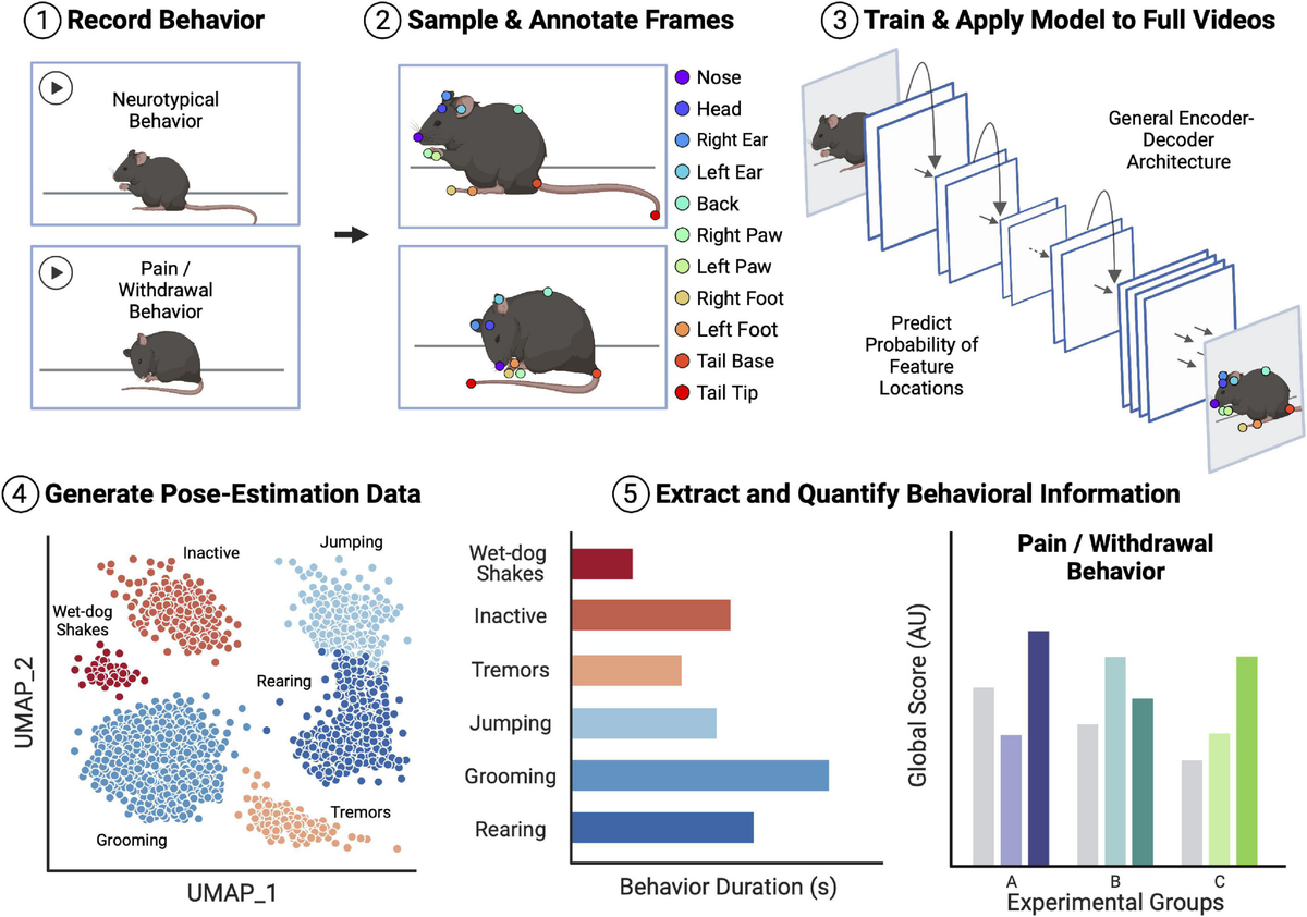 Frontiers | Machine learning and deep learning frameworks for the automated analysis of pain and ...