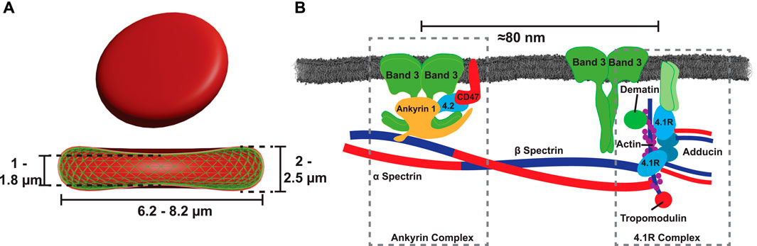 Frontiers | Structural and mechanical properties of the red blood cell ...
