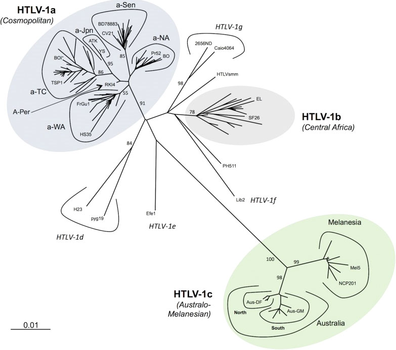 Frontiers | A role for an HTLV-1 vaccine?