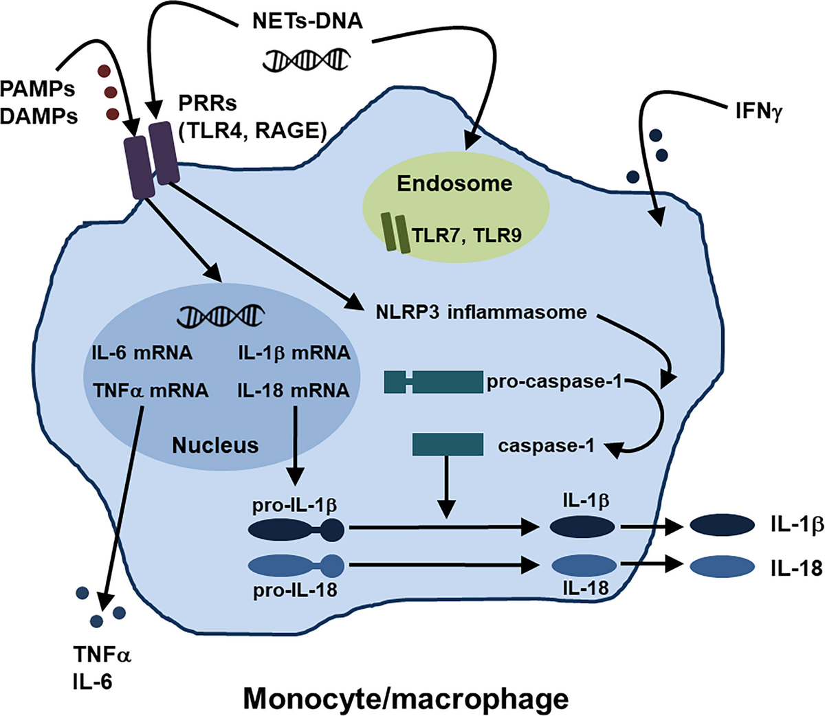 Frontiers | Activation mechanisms of monocytes/macrophages in adult ...