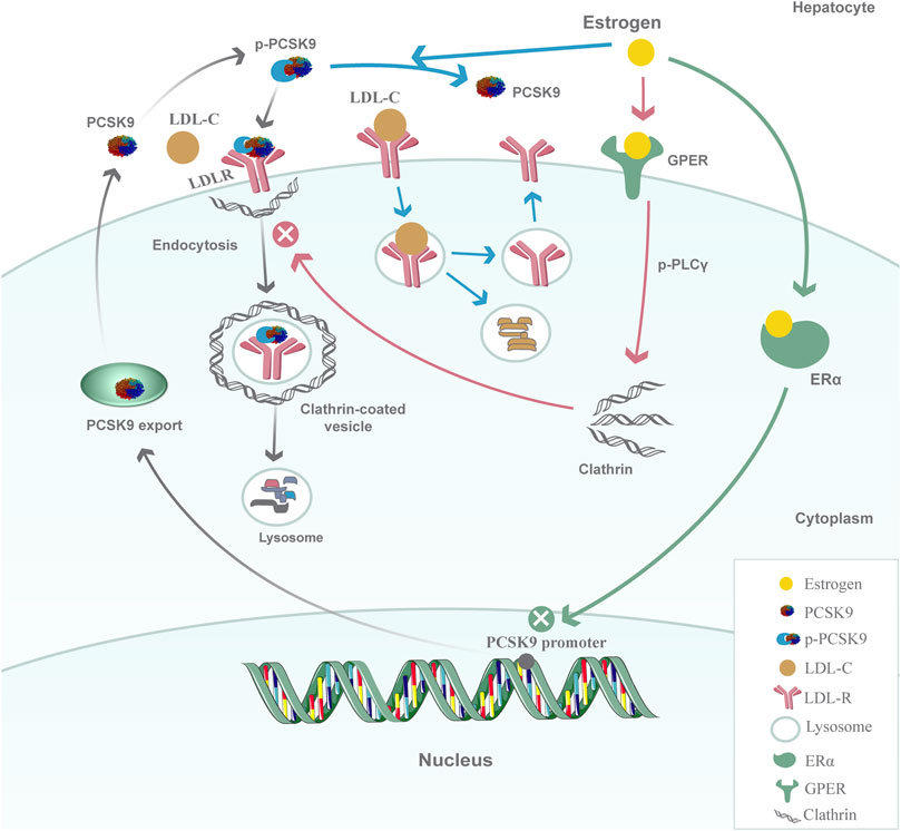 Frontiers | Sex difference in circulating PCSK9 and its clinical ...